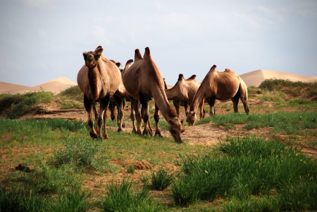 Die Wüste Gobi : Fotos der Wüste Gobi von Mongolei-Reisen