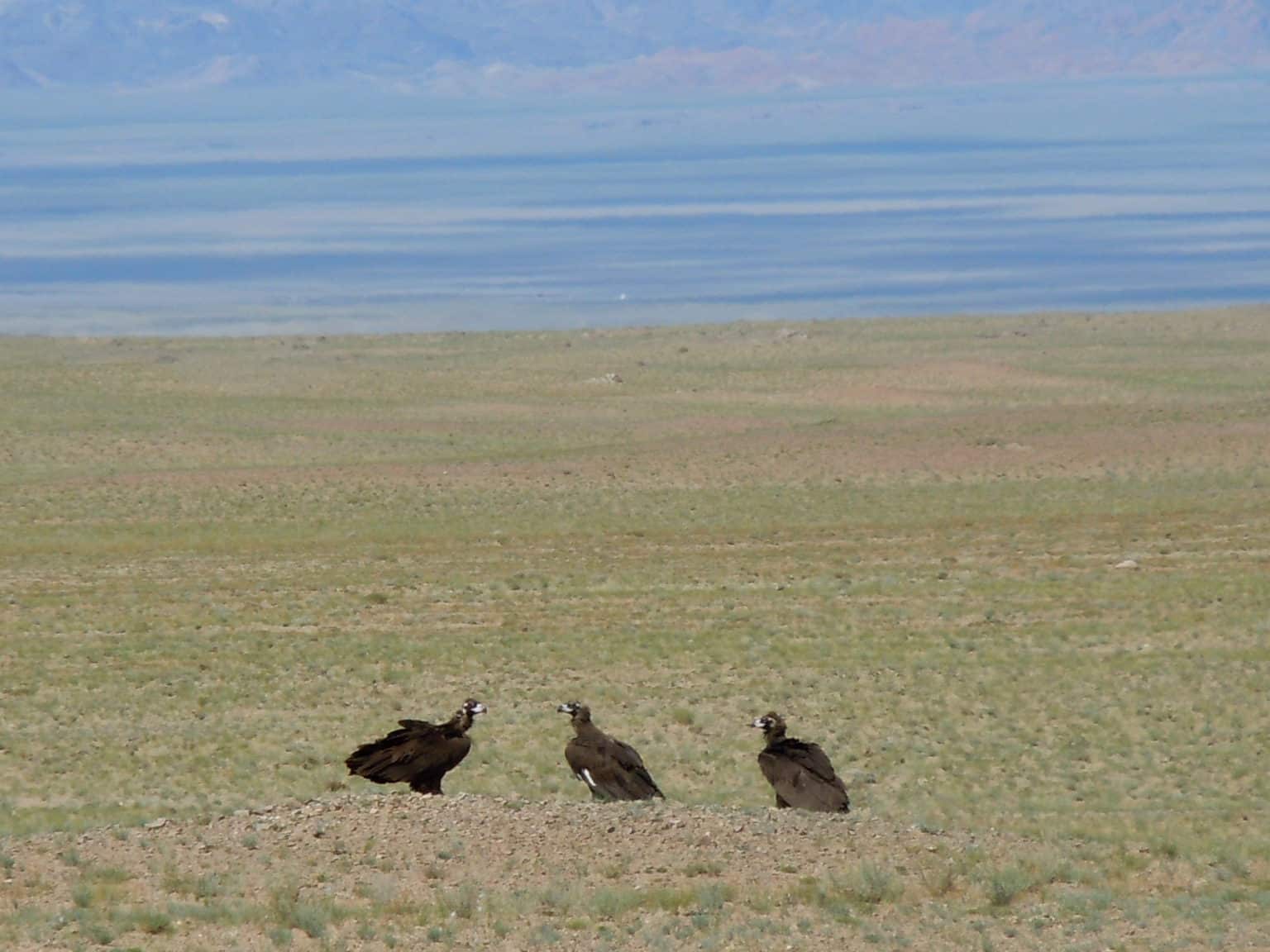 The Mongolian wildlife - Mongolei-Reise
