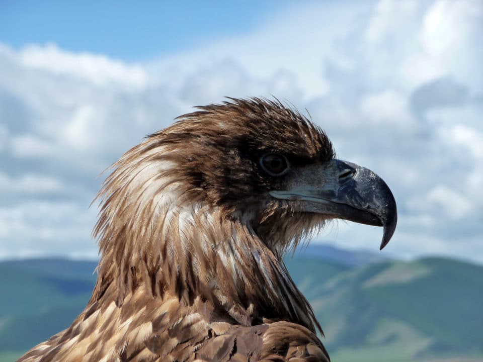 The Mongolian wildlife - Mongolei-Reise