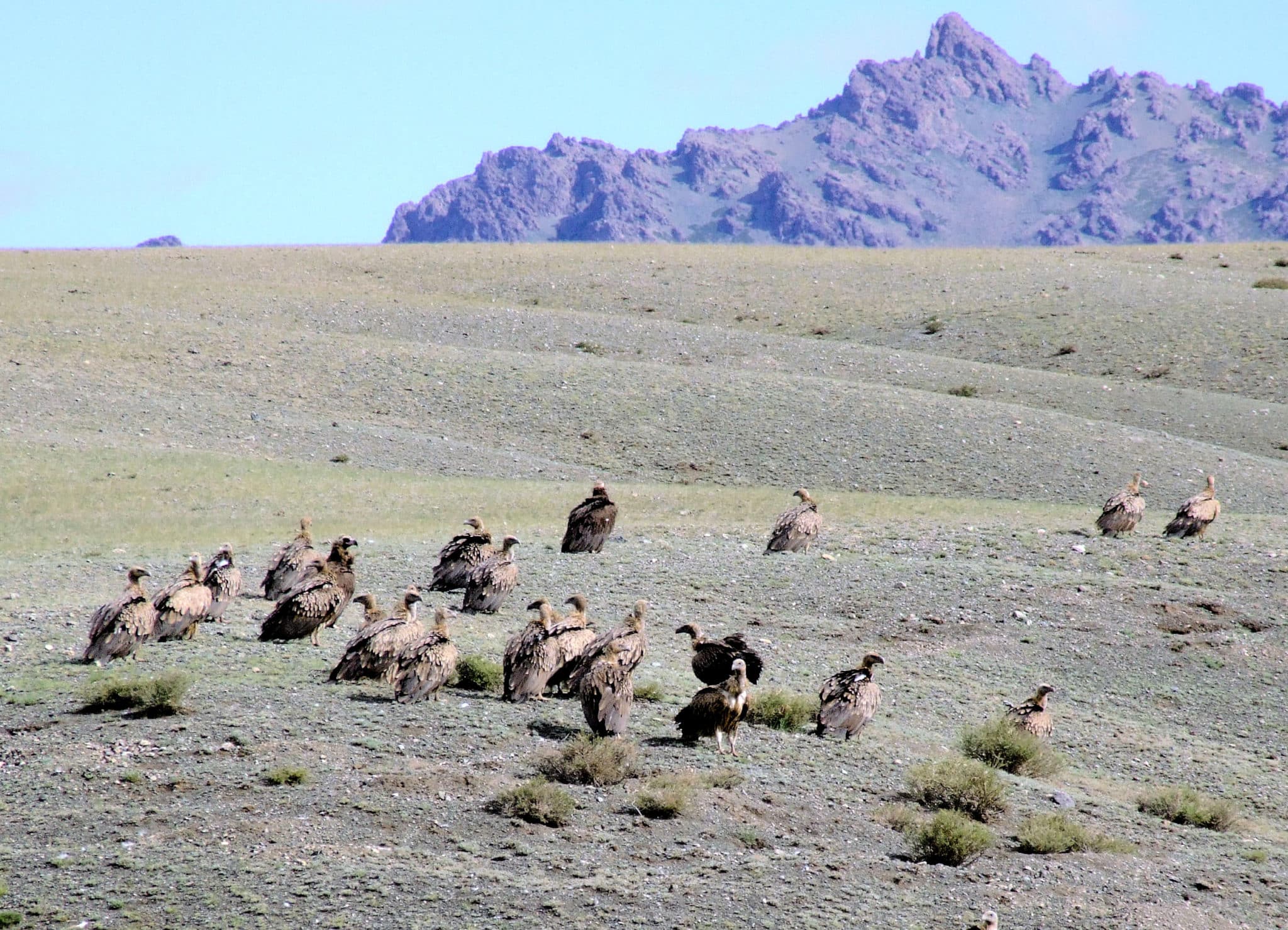 The Mongolian wildlife - Mongolei-Reise