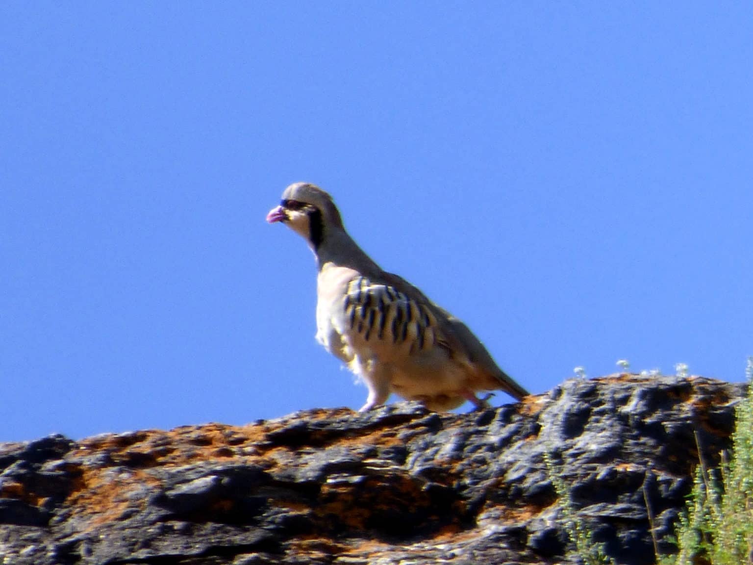 The Mongolian wildlife - Mongolei-Reise